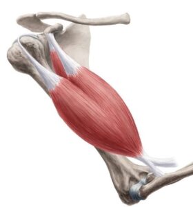 O que é Bíceps? Função, Anatomia e Lesões Comuns - Dr. João Basmage